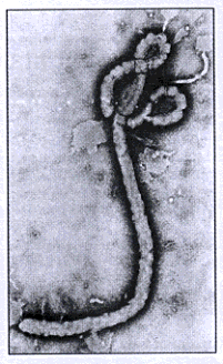 EbolaVP40 Matrix Protein