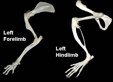 untitled [biology.kenyon.edu]