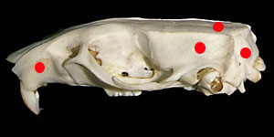 untitled [biology.kenyon.edu]